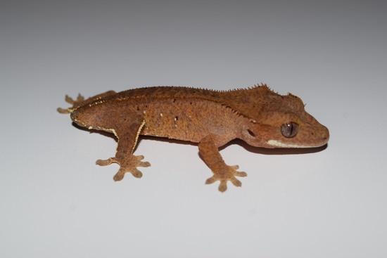 Echo Crested Gecko by Rambos Geckos