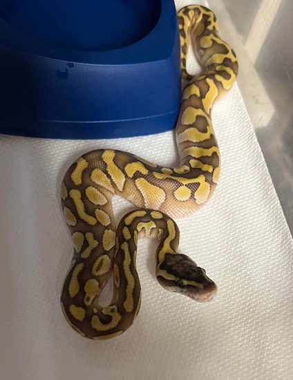 Pastel Butter Enchi Yellow Belly Ball Python by J & R’S Exotics