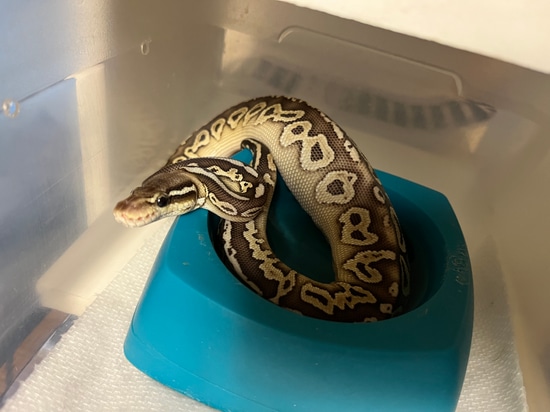 Black Pewter Ball Python by J & R’S Exotics