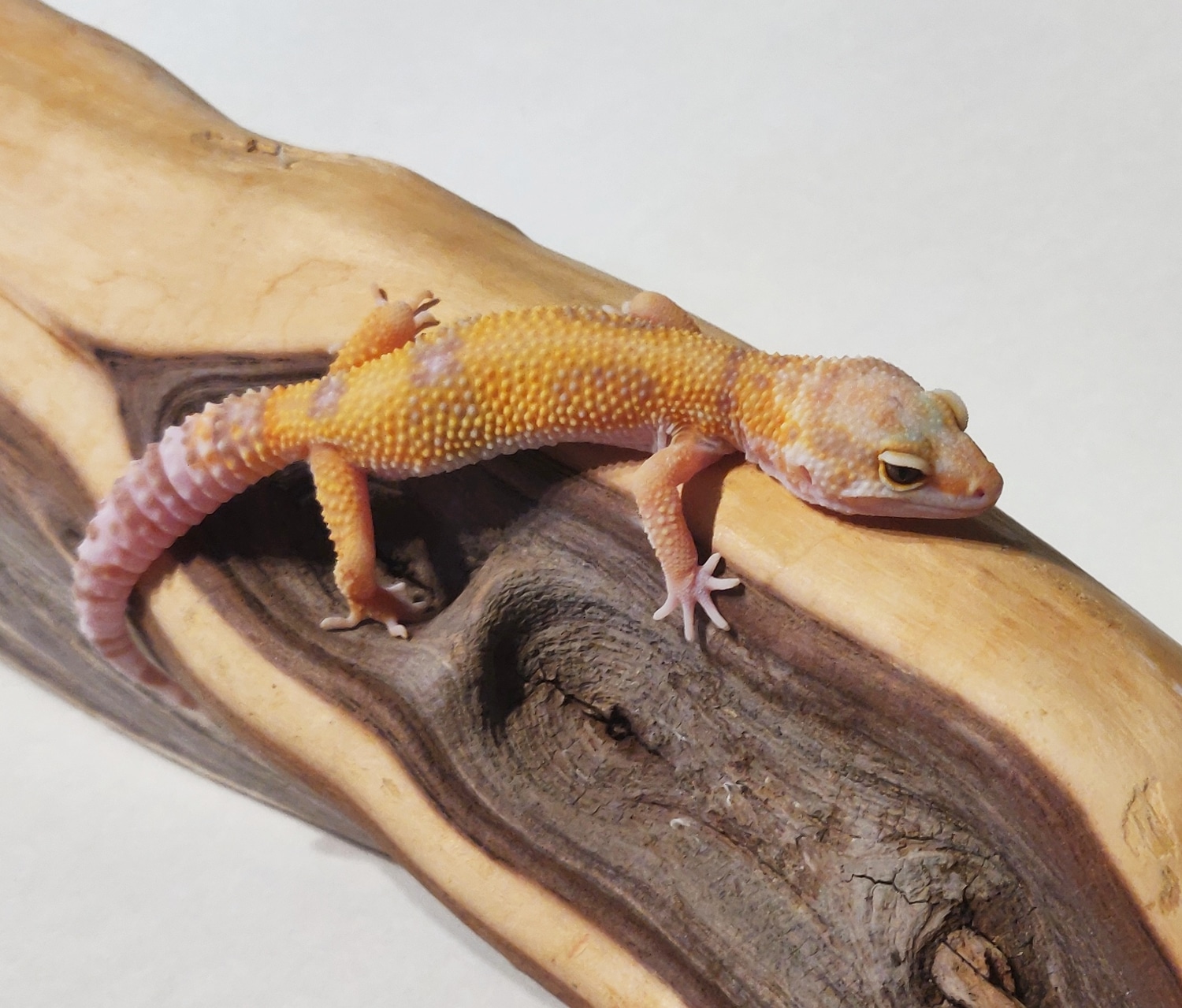 Rainwater Leopard Gecko by Reptilian Mayhem - MorphMarket