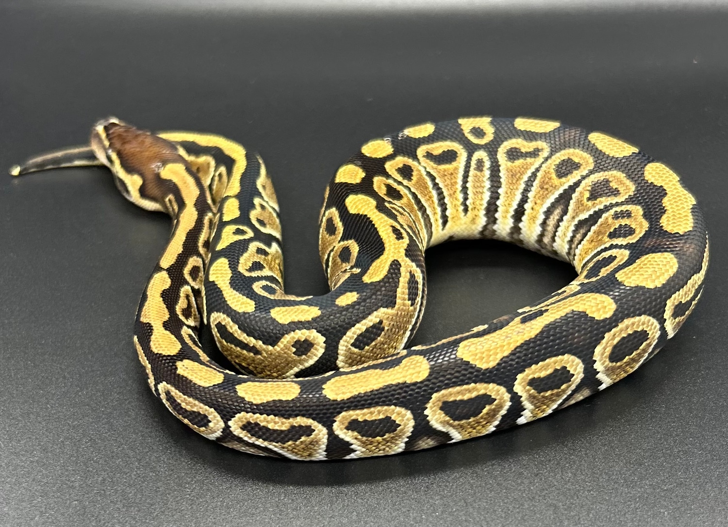 Hurricane Het Clown Ball Python by Ramerys Royals - MorphMarket