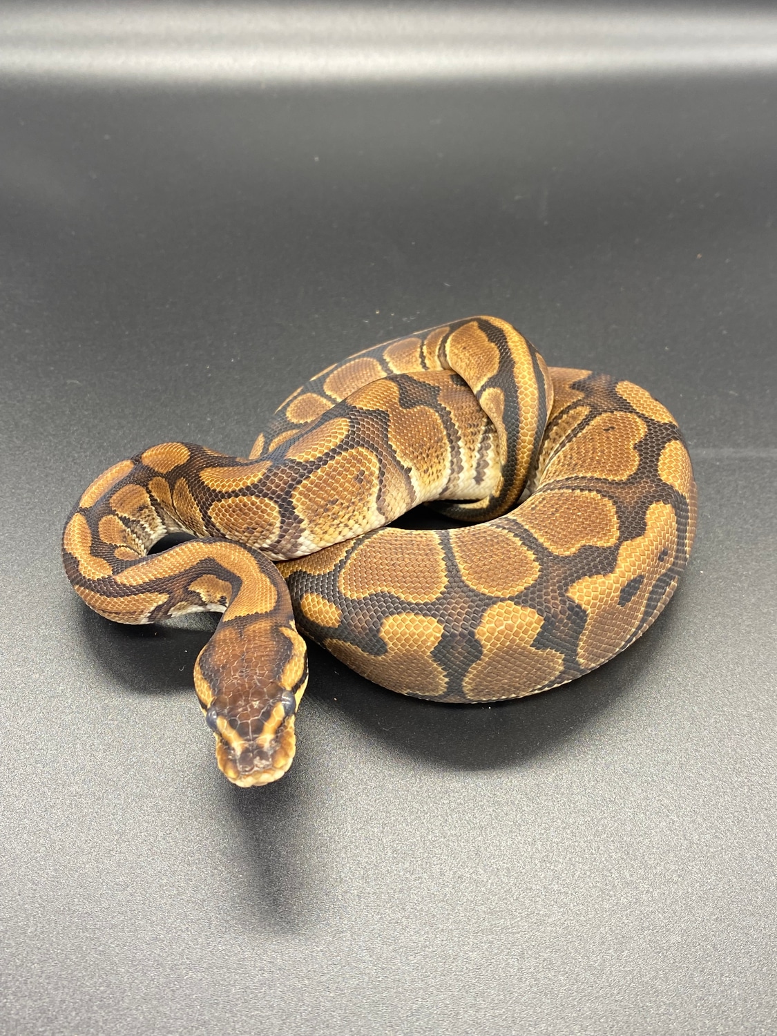 Wookie 100% Het Clown Ball Python by Ramerys Royals - MorphMarket
