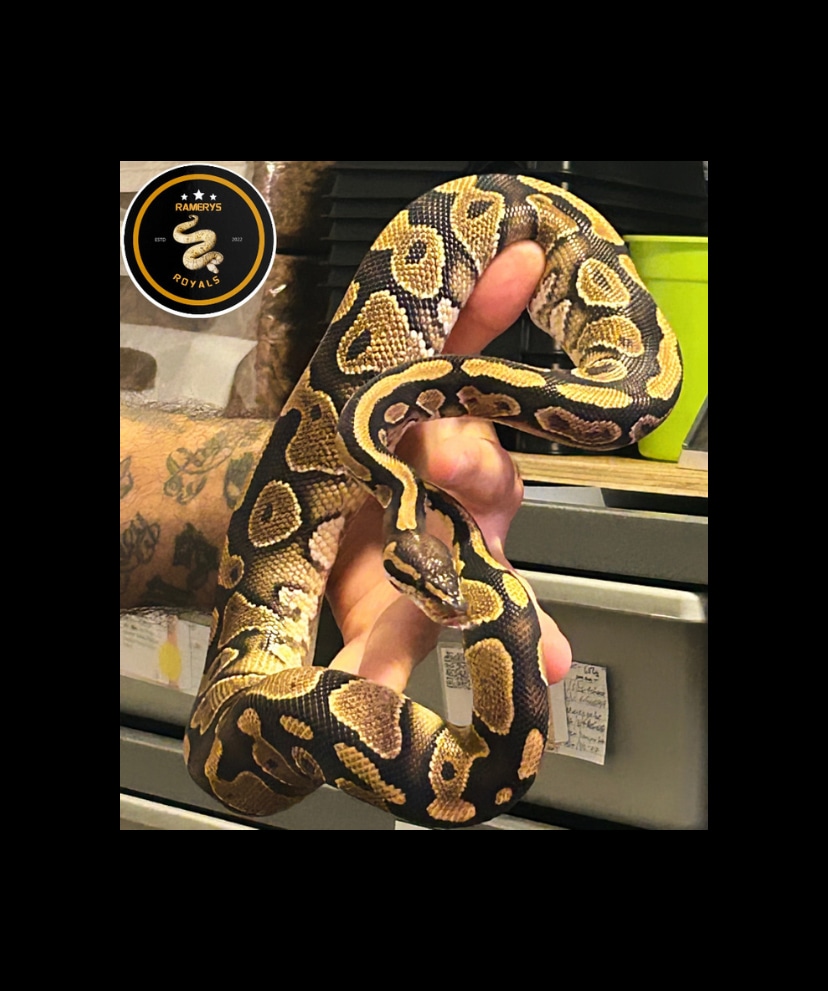 Mahogany YB Het Clown Ball Python by Ramerys Royals - MorphMarket