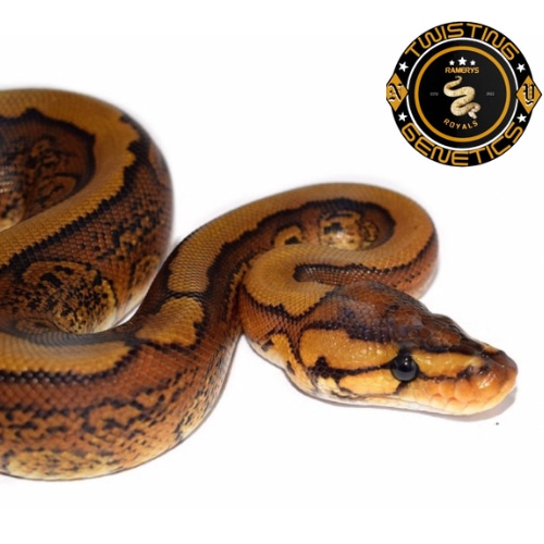 SUPER RED STRIPE YELLOW BELLY HET CLOWN RTB: 587g Ball Python by ...