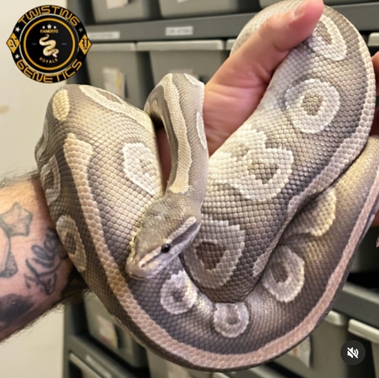 HYPO MOJAVE (Proven) BREEDER 2469g Ball Python by Ramerys Royals ...