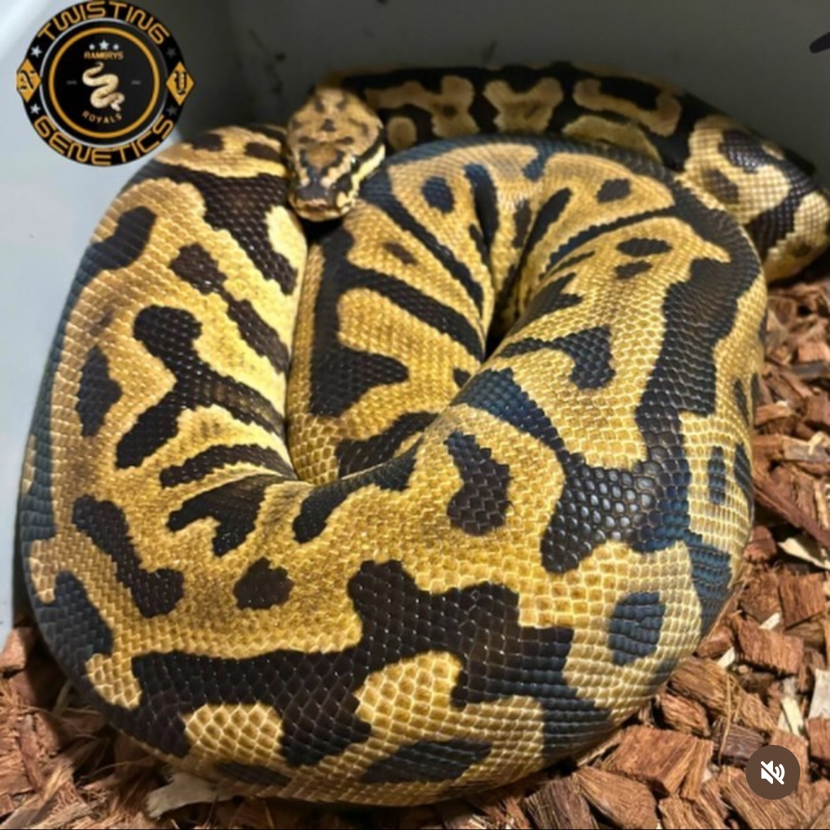 Ramerys Royals / Mommy & Me Geckos's Collection - MorphMarket