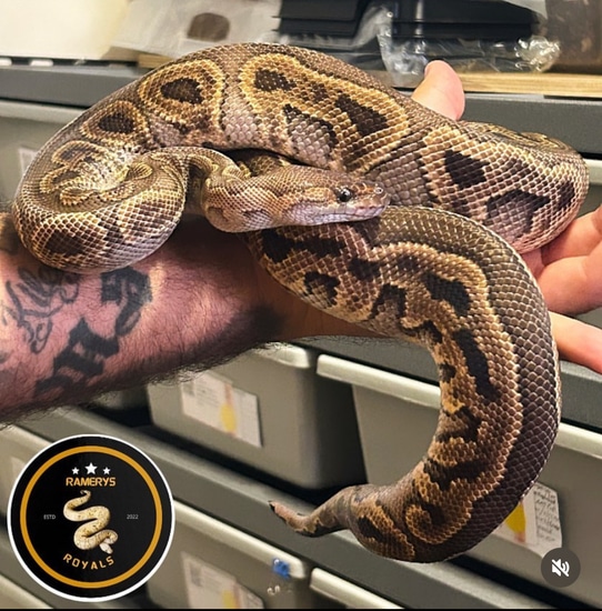 Ghi Clown Ball Python by Ramerys Royals