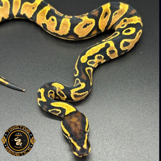 Odyb, Het Piebald Pos: Hurricane Ball Python by Ramerys Royals / Mommy & Me Geckos