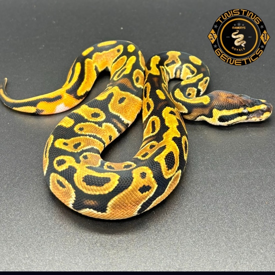 Hurricane, Orange Dream, Het Piebald Ball Python by Ramerys Royals / Mommy & Me Geckos