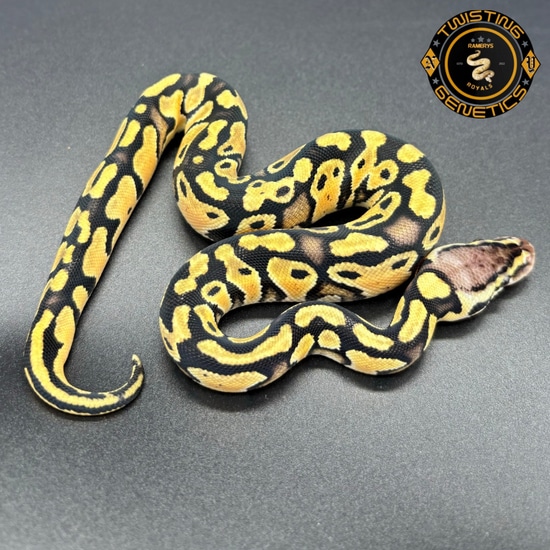 Pastel Het Clown Ball Python by Ramerys Royals / Mommy & Me Geckos