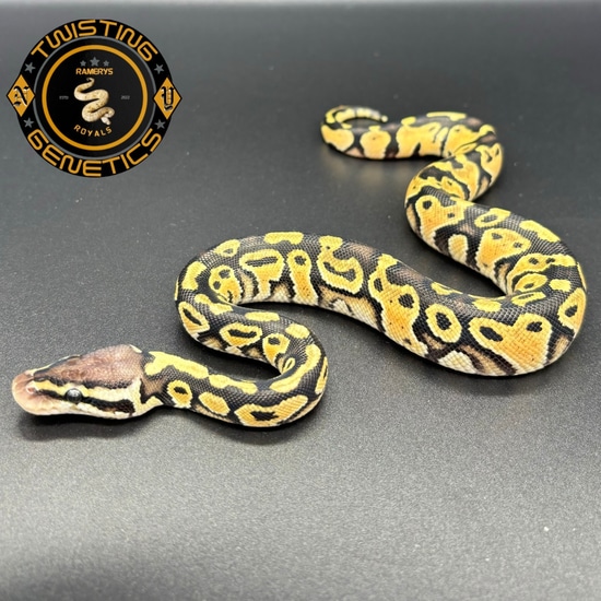 Pastel Het Clown Ball Python by Ramerys Royals / Mommy & Me Geckos