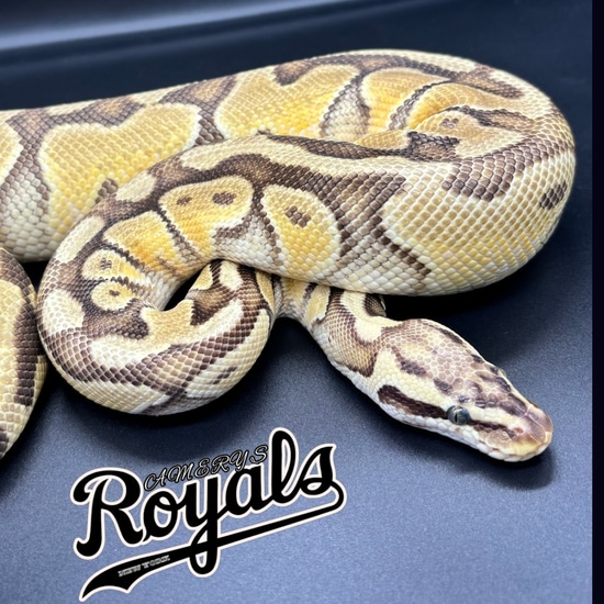 (POS: Russo)ENCHI PASTEL DH:CLOWN/HYPO Ball Python by Ramerys Royals