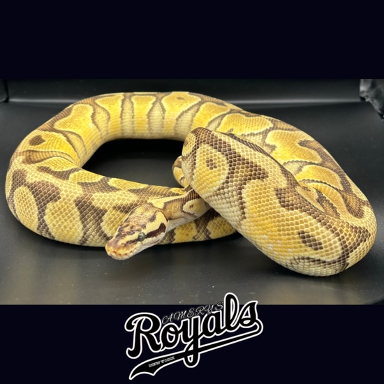 (1100g)ENCHI PASTEL POS:(Russo) DH: CLOWN/HYPO Ball Python by Ramerys ...