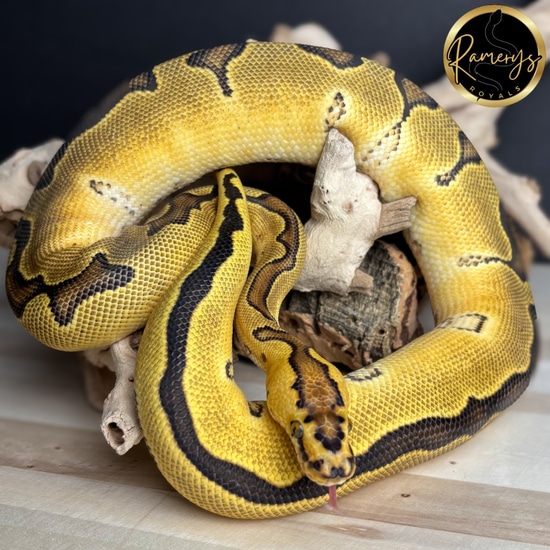 Enchi Lace Clown Ball Python by Ramerys Royals / Mommy & Me Geckos