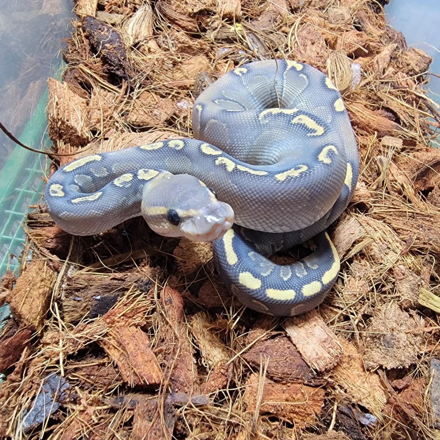 Hypo Chocolate GHI Ball Python by Ram-Fam Reptiles - MorphMarket
