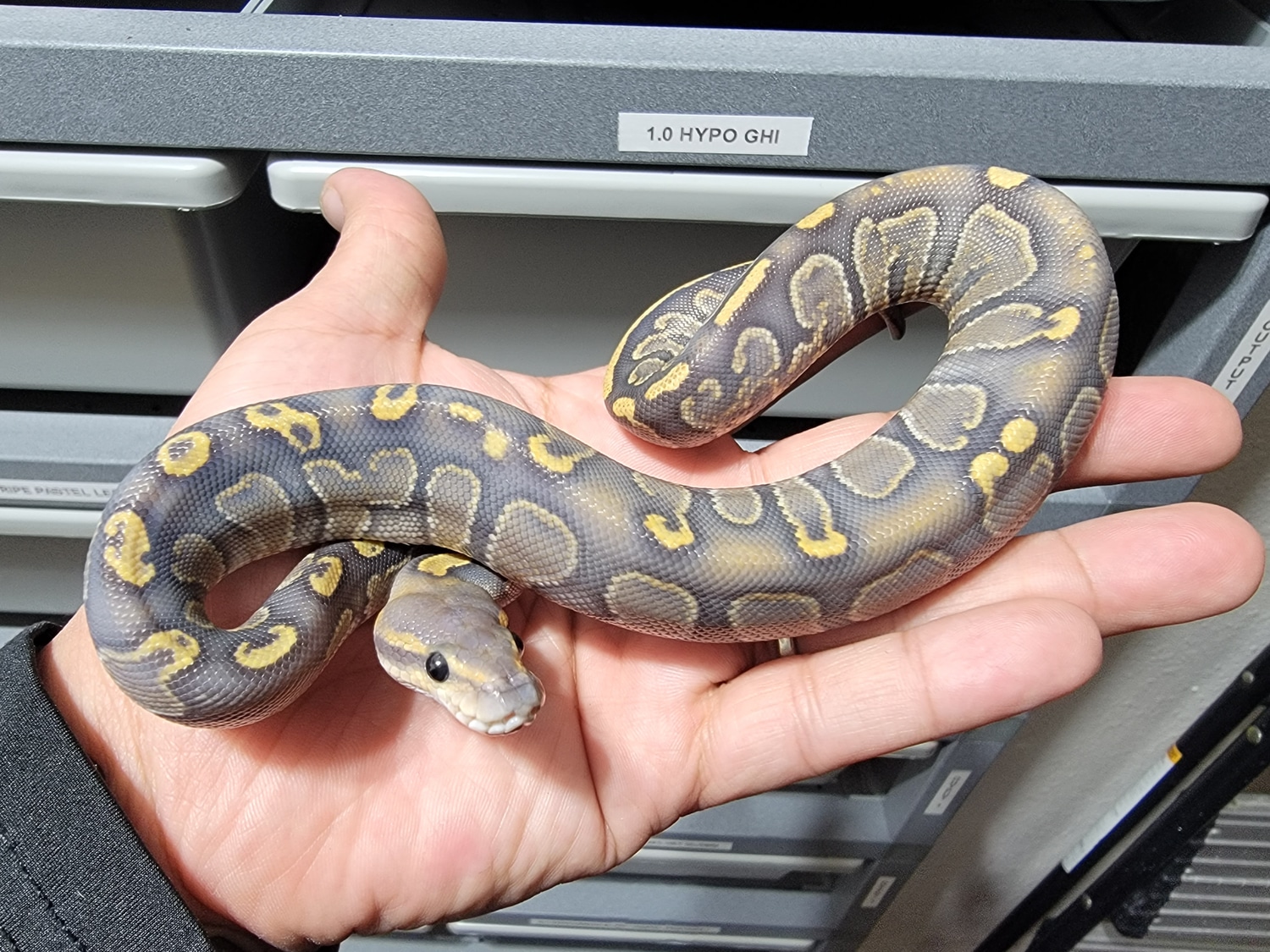 Hypo Chocolate GHI Ball Python by Ram-Fam Reptiles - MorphMarket