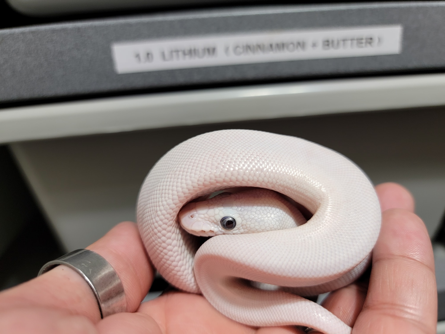 BLUE EYE LUCY (Mojave+Lesser) Ball Python by Ram-Fam Reptiles - MorphMarket