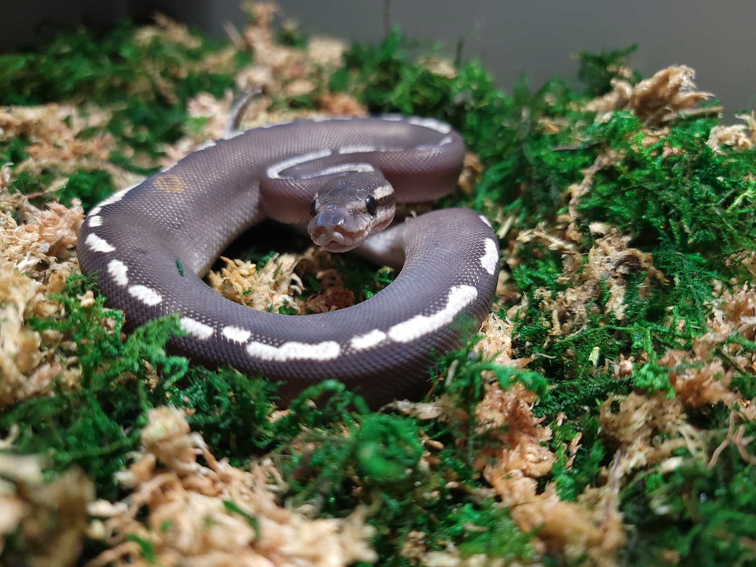 Mojave Super GHI Het Hypo Ball Python by Ram-Fam Reptiles - MorphMarket