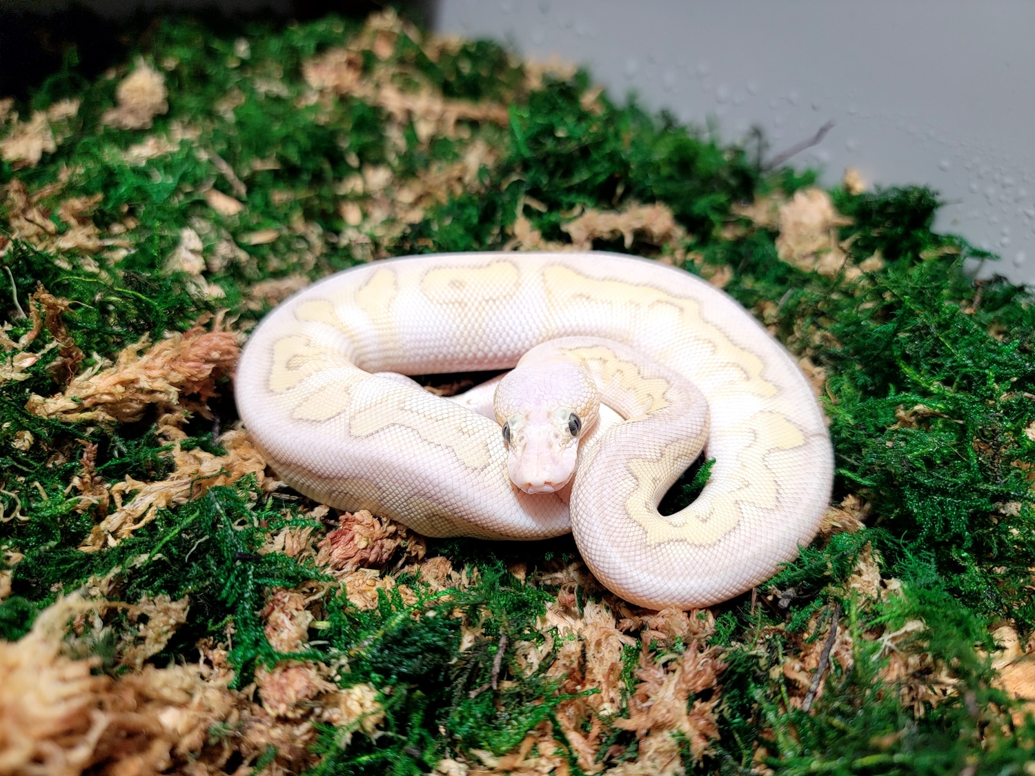 Super Pastel Lesser Clown Ball Python by Ram-Fam Reptiles - MorphMarket