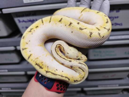 Calico Firefly Spinner Ball Python by Ram-Fam Reptiles