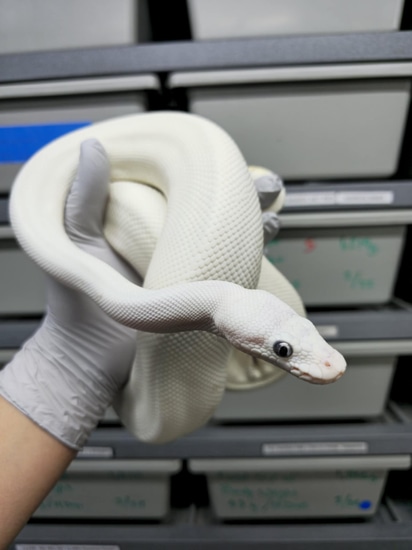 Lesser Mojave Leucistic Ball Python by Ram-Fam Reptiles