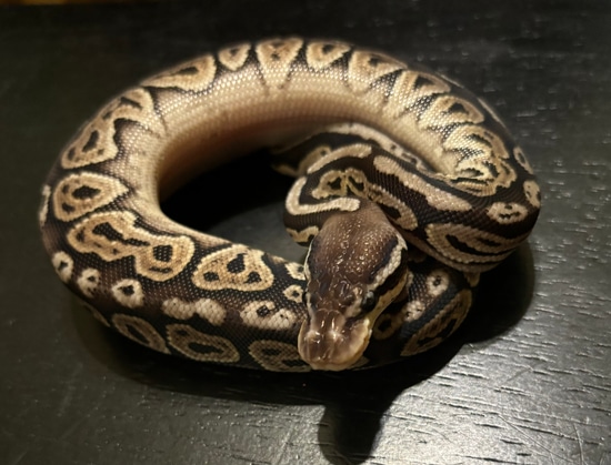 Cinny Pewter Het Desert Ghost Ball Python by Ramirez Reptilez