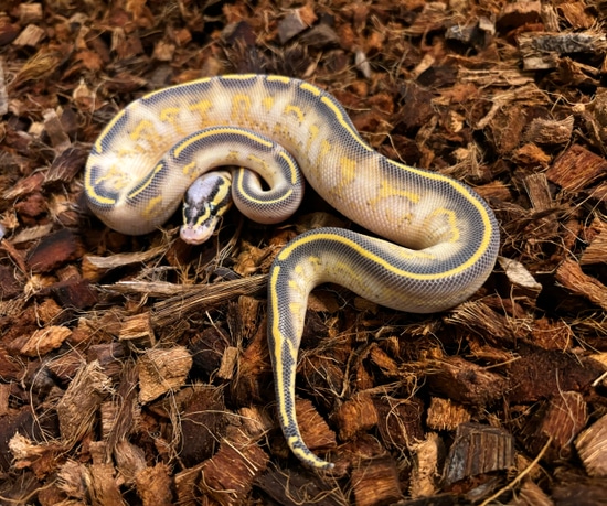 Pastel Highway Het Piebald Ball Python by Ramirez Reptilez