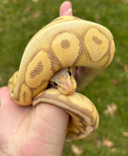 Banana Cinny Pewter Ball Python by Ramirez Reptilez