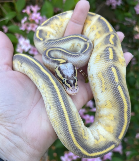 Highway Pastel Het Piebald Ball Python by Ramirez Reptilez