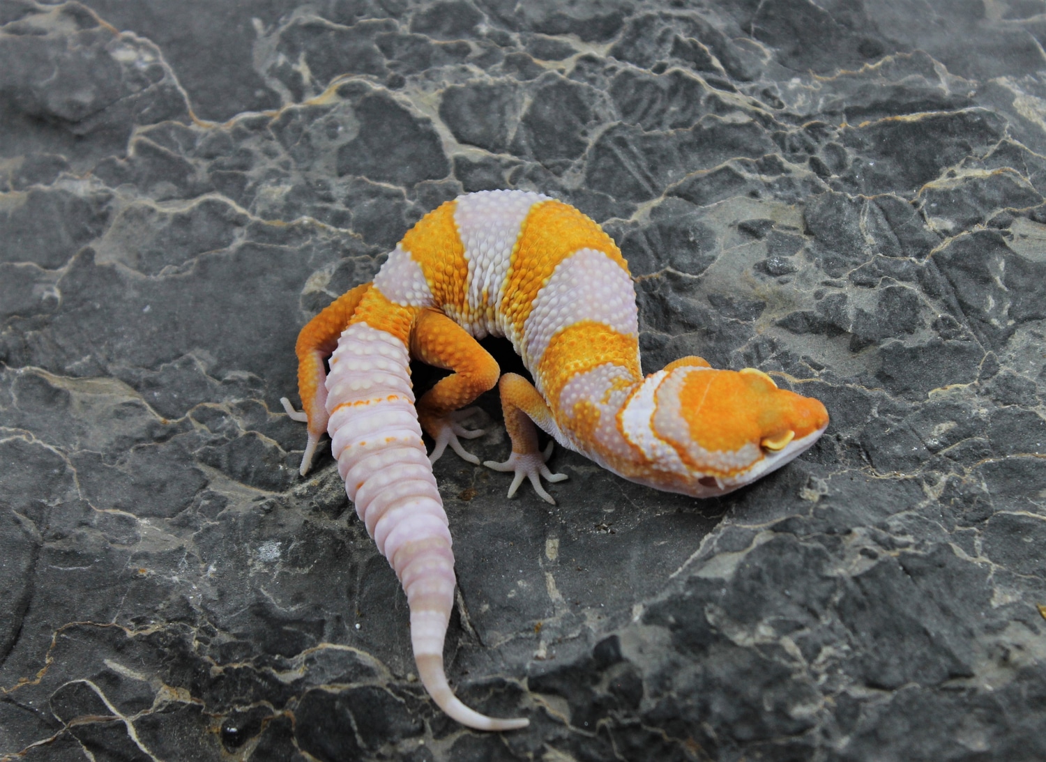 Tangerine Tremper 50% Het Eclipse Leopard Gecko by Ramsey’s Reptiles ...