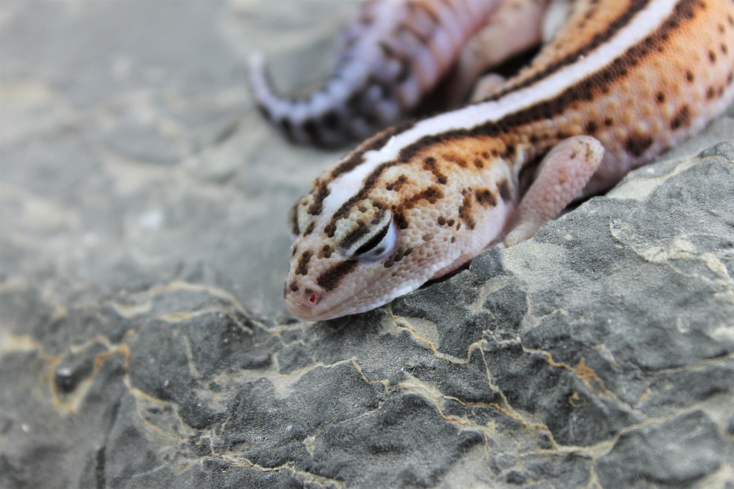 Stripe Whiteout Patternless 100% Het Oreo African Fat-Tailed Gecko by ...