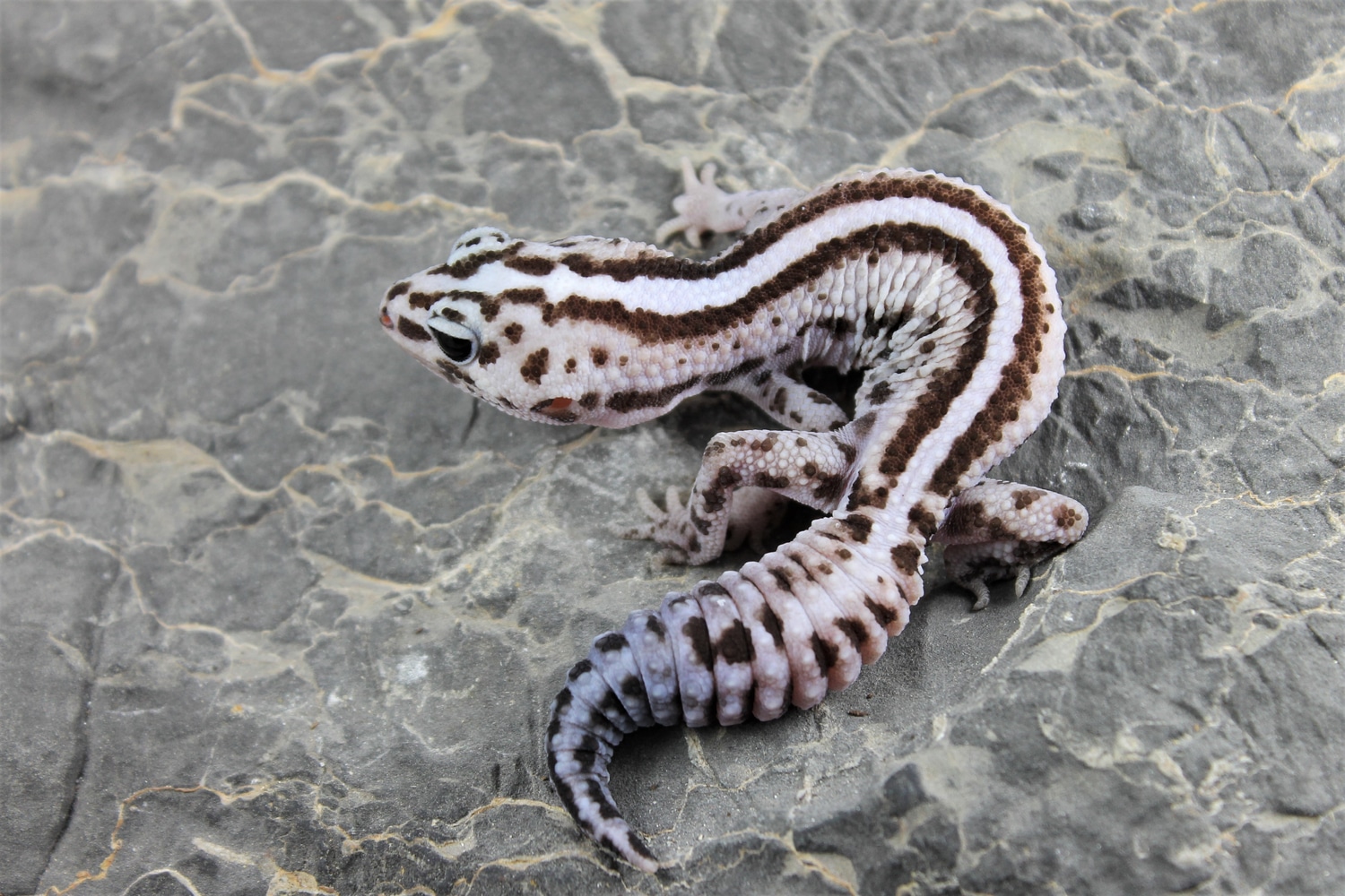 Stripe Whiteout Oreo Patternless African Fat-Tailed Gecko by Ramsey’s ...