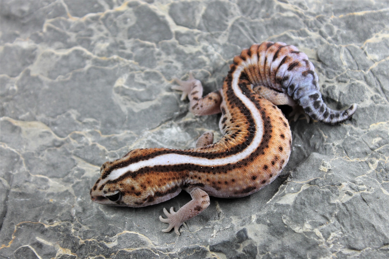 WO Stripe Patternless Het Oreo African Fat-Tailed Gecko by Ramsey’s ...