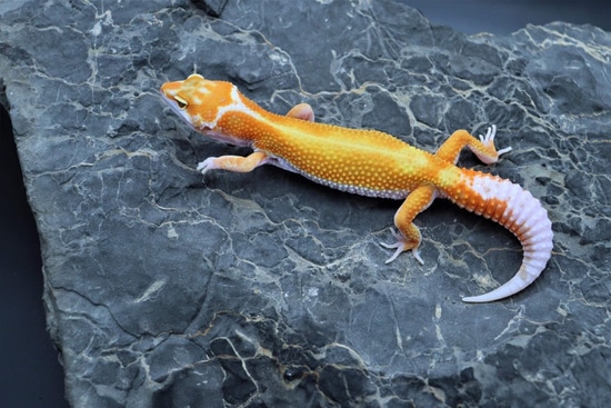 WY Magma Rainwater Leopard Gecko by Ramsey’s Reptiles