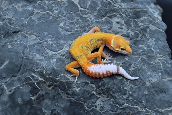 Jungle Magma Rainwater Leopard Gecko by Ramsey’s Reptiles