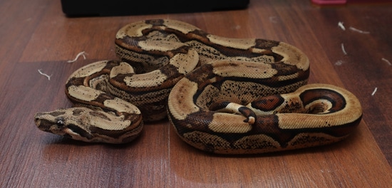 Jungle Arabesque Het Sharp Albino Boa Constrictor by Randall Turner ...