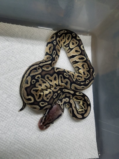 Pastel Lori Ball Python by R&B Reptiles