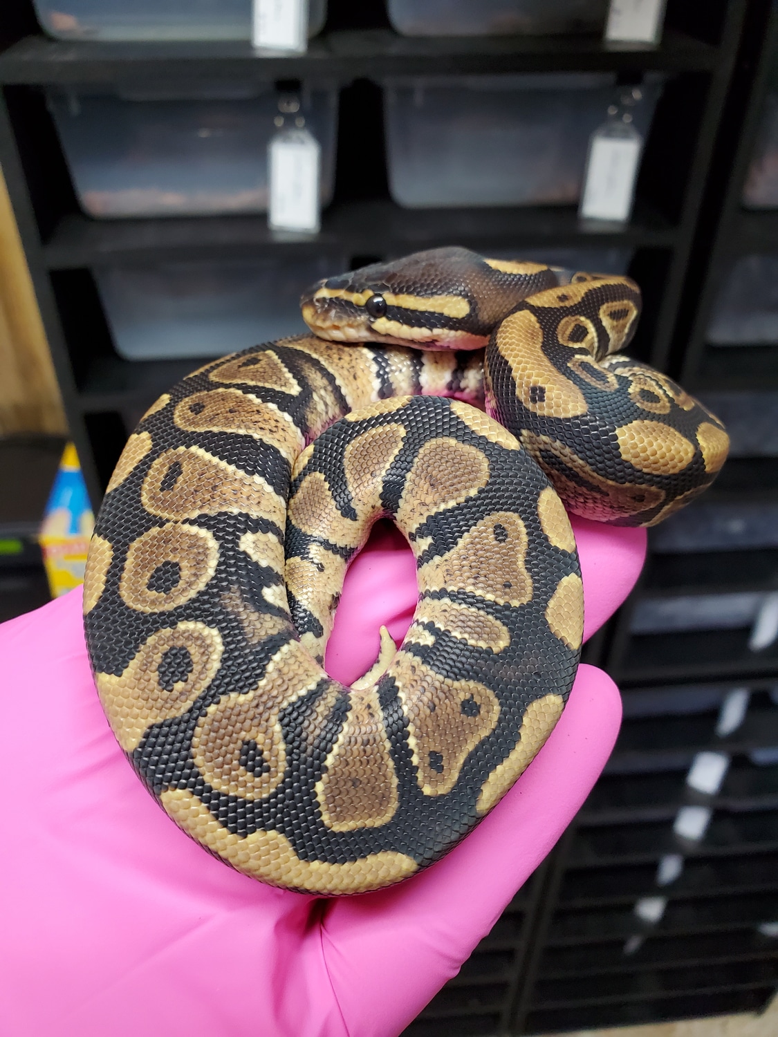 *Sale* Arroyo Ball Python by R&B Reptiles - MorphMarket