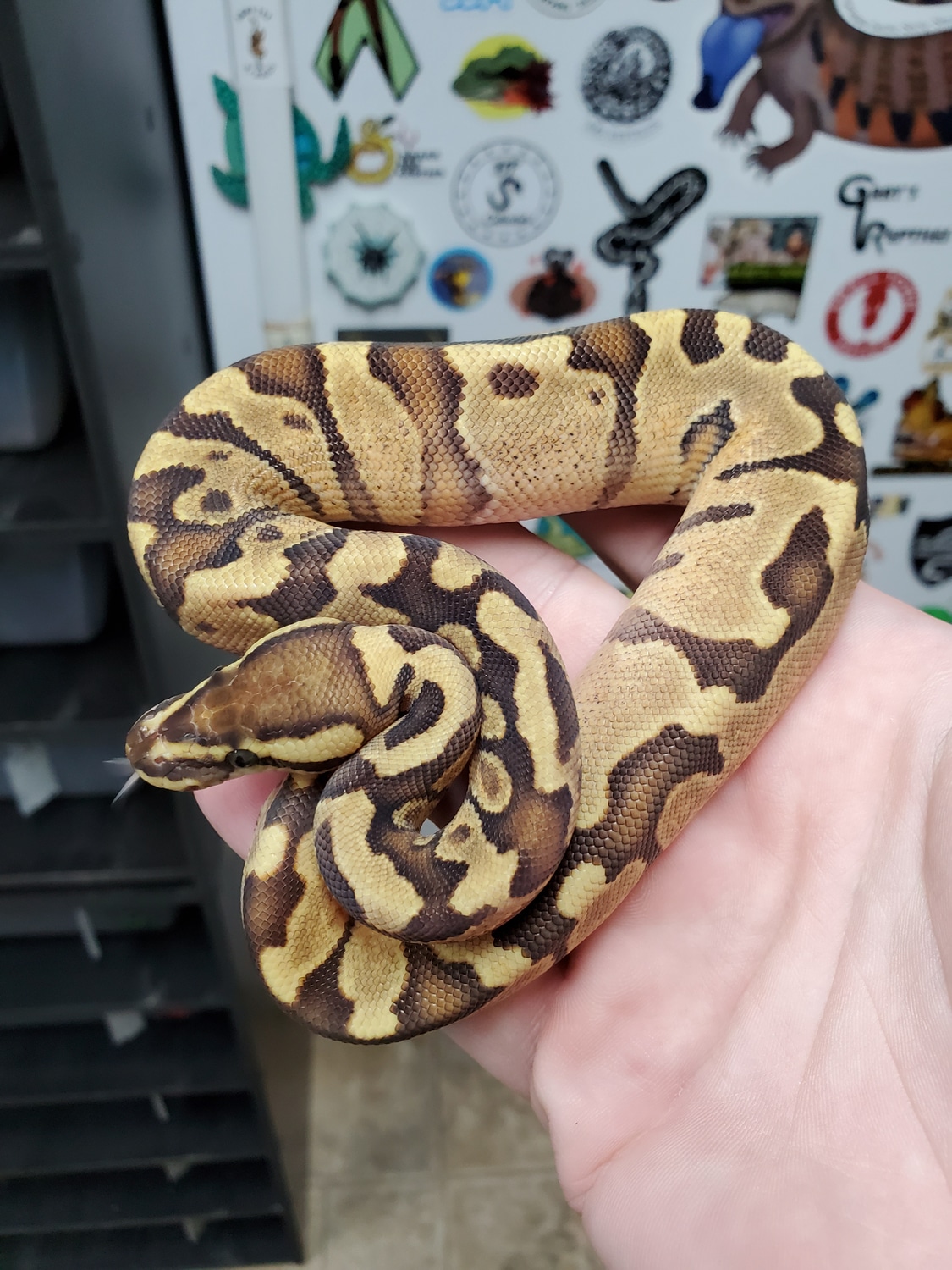 Fire Enchi Yellowbelly Ball Python by R&B Reptiles - MorphMarket