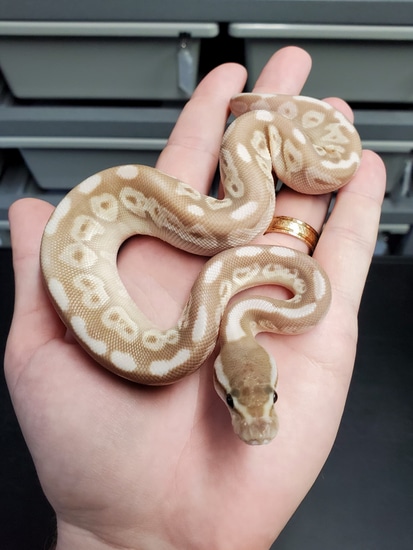 Pastel Lori Hidden Gene Woma Butter Ball Python by R&B Reptiles