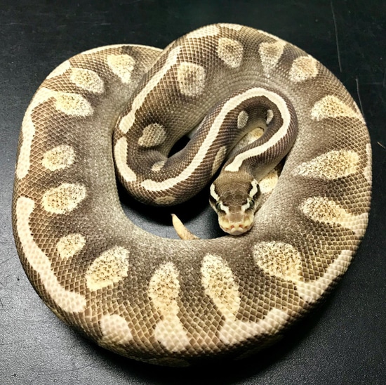 Pastel Enchi Ghi Mojave Ball Python by R&B Reptiles - MorphMarket
