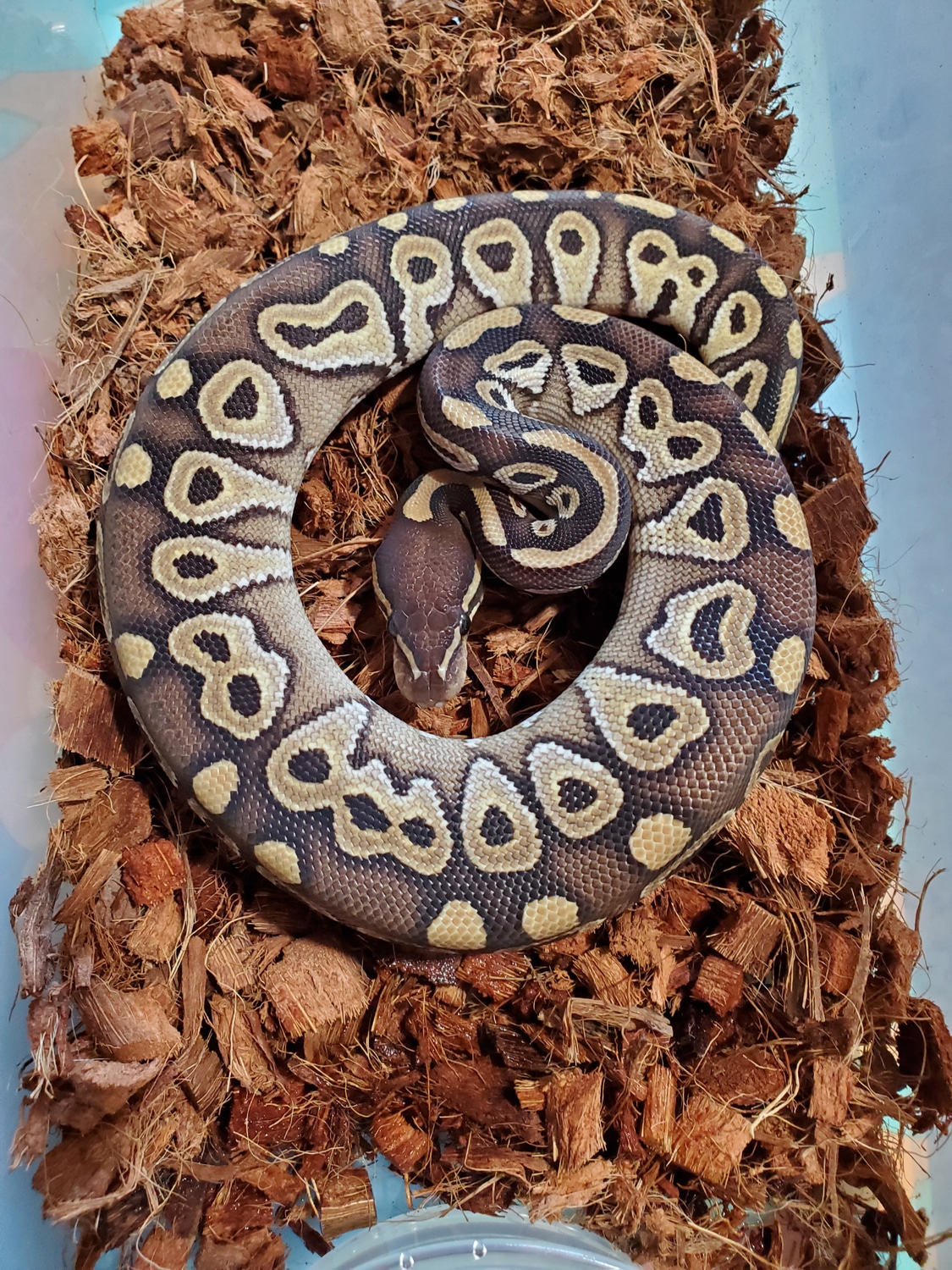 Mojave 50% Het. Monsoon Ball Python by R&B Reptiles - MorphMarket