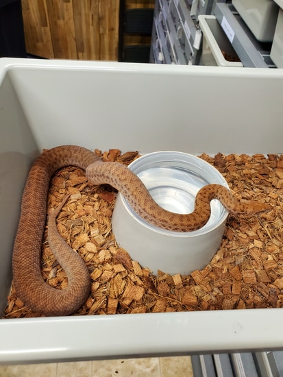 2.2 Breeder Anthill Pythons Pygmy Python by R&B Reptiles