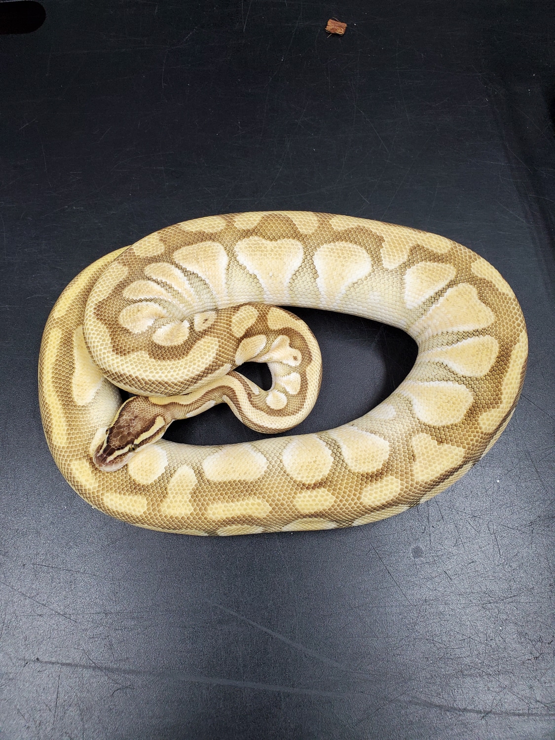 Pastel Lesser Enchi Ball Python by R&B Reptiles - MorphMarket