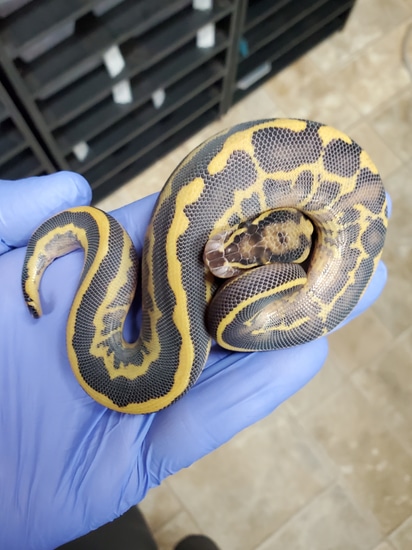 Leopard Highway 50% Het. Pied Ball Python by R&B Reptiles