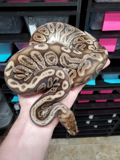 Pastel Lori Hidden Gene Woma Ball Python by R&B Reptiles