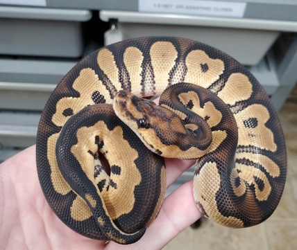 Pastel Banana Lori Spider Pos Fire Ball Python by R&B Reptiles ...