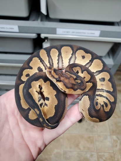 Chocolate Clown Ball Python by R&B Reptiles