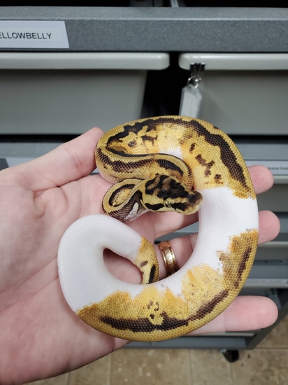 Enchi Leopard Yellowbelly GeneX Pied Ball Python by R&B Reptiles