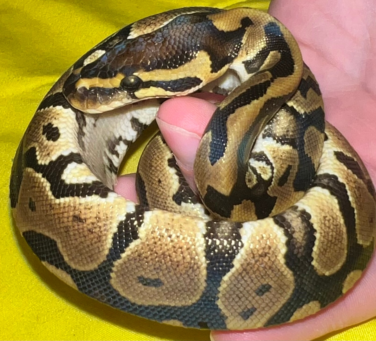 Ball Python by R&K Reptiles - MorphMarket